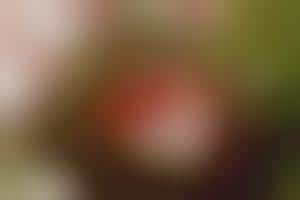 Crystal Ball Photography: Simon Bond's Unusual Artistic Medium