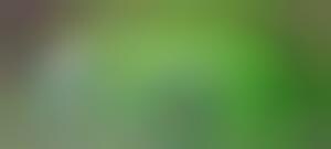 Flushable Dog Toilets: Powerloo Offers Environmentally Safe Dog Poo ...