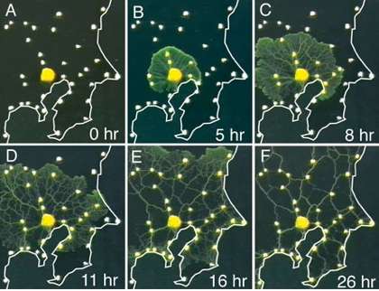 Moldy Public Transit Art: Brainless Slime Mold Naturally Recreates ...