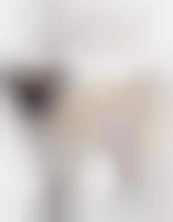 Neuticles: Testicular Implants For Neutered Pets