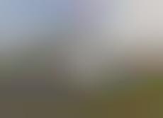 Reptile Residences : BuildingStudio Alligator House