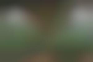 Soccerific Sedans : Football Themed Cars