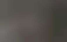 Abandoned Dog Communities : dog favela