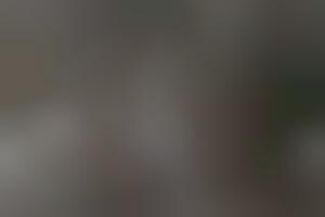 Abandoned Dog Communities : dog favela