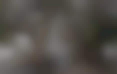 Abandoned Dog Communities : dog favela