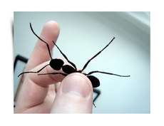 Fake Insect Collectibles : Laser Cut Paper Ants
