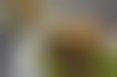 Snake Burgers : snake burgers