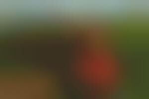 Organic Baby Clothes : the little seed