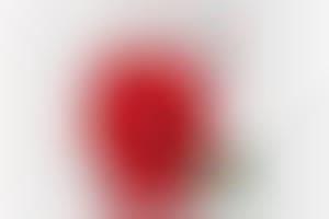 Cartoon-Inspired Polo Shirts : lacoste peanuts