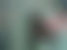 Alphabetic Dissections : Andreas Scheiger