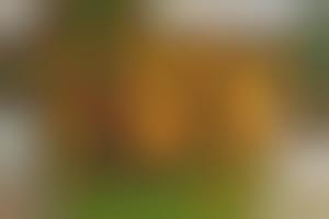 Living Insect Ads : Bee Billboard