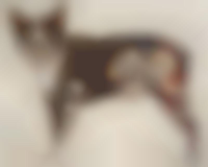 27 Tattoo-Inspired Items