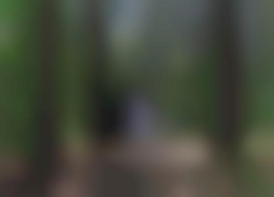 70 Frolicking Forest Photoshoots