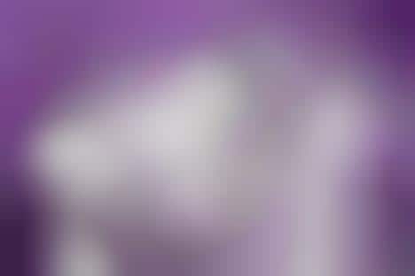 Purple Paint Photography : Studio Raar
