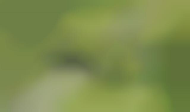 58 Beautifully Extravagant Bridges