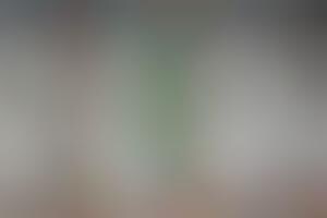 DIY Christmas Trees : megan reardon