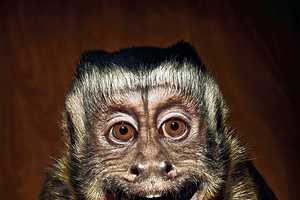 Grinning Woodland Animals : Lucky Monkey By Tom Hussey