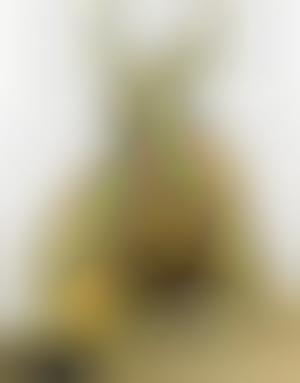 Eco-Friendly Australian Farts: Kangaroos Pass Green Gas