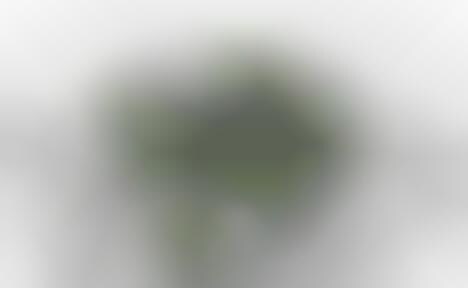 Bubble-Inspired Buildings : Liquid Building