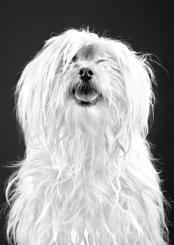 Classic Canine Renderings : dog portraits by marko savic