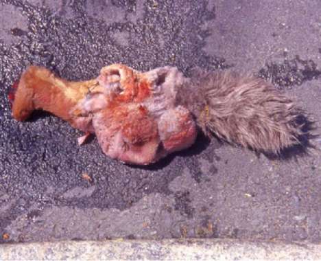 19 Ridiculous Roadkill Inspirations