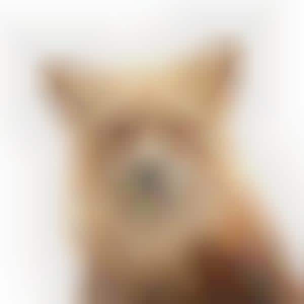 Humanizing Creature Captures : koldby animal portraits