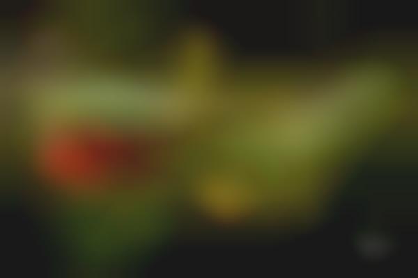 Wicked Watermelon Dragon Creations : Shawn Freeney