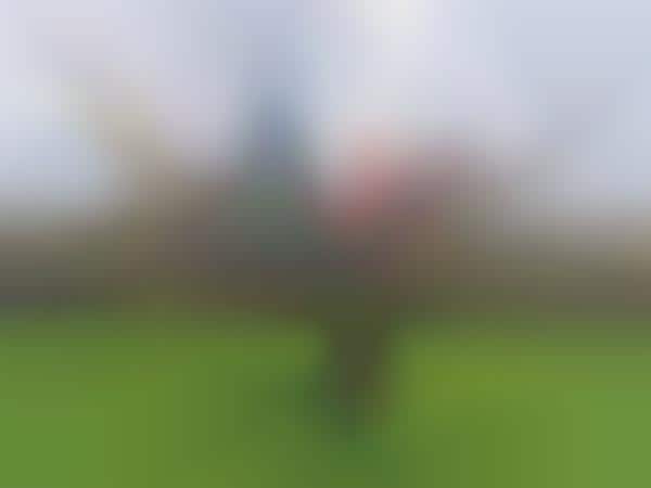 Color Pencil Trees : Dave Rittinger