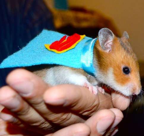 Superhero Rodent Outfits : Superman Hamster Cape