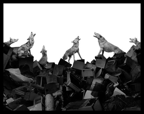 Displaced Animal Captures : Migration by Nick Pedersen