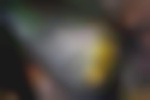 Magnetic Hydration Gear : koala bottle