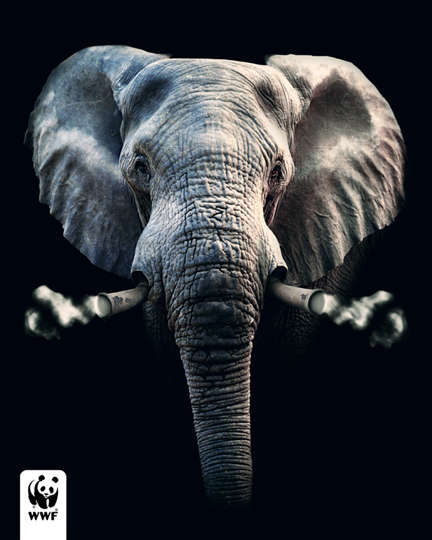 20 Striking WWF Campaigns