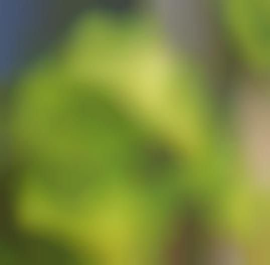 Nature-Infused Sticky Notes : Sticky Memo Pads