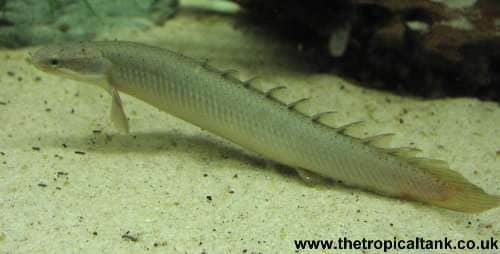 Armor Made of Fish Scales: MIT's Fishy Innovation