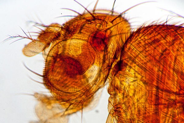 Cancer-Sensing Fruit Flies : cancer-sensing