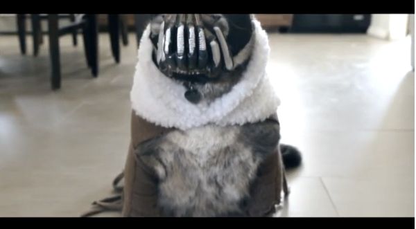 Maniacal Feline Movie Villains : bane cat