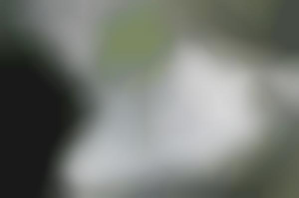 Rainforest Protection Skyscrapers : Rainforest Protection