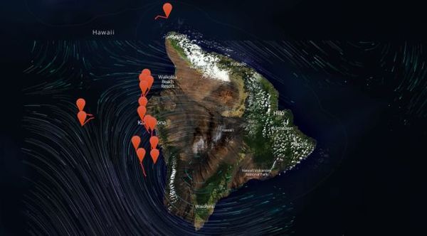 Whale-Stalking Maps : whale tracking