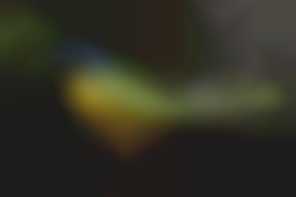 Avian Origami Sculptures : bird origami