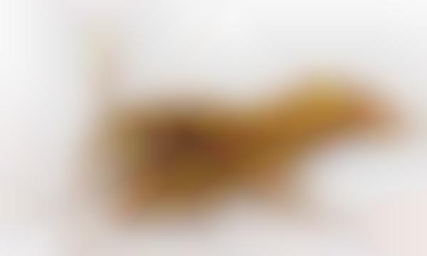 Realistic Lobster Sculptures : Ryousuke Ohtake