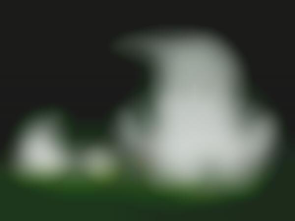 Glowing Giant White Rabbits : giant white rabbits