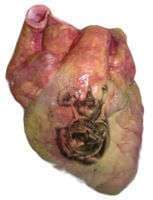 22 Gory Anatomical Designs