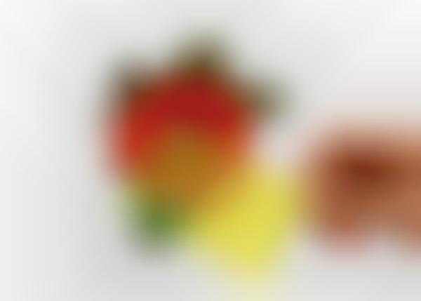 Perfect Proportion Finders : golden ratio in nature