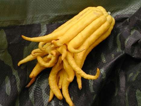 Monstrous Edibles: Alien-Like Fruits and Vegetables