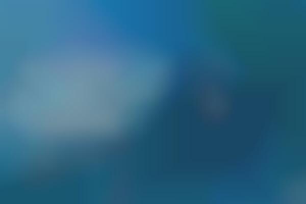 Swedish Doppelganger Campaigns : Swedish counterpart