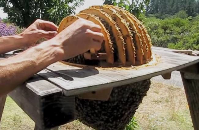 Cylindrical Beekeeping Units : Sun Hive