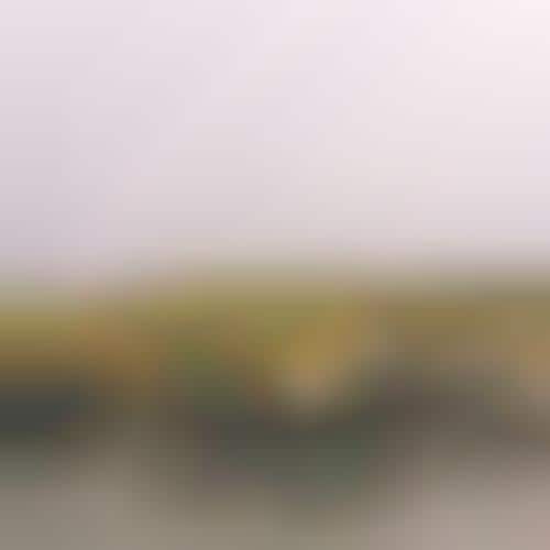 Picture-Based Definitions: The Photographic Dictionary