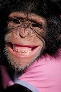 33 Primate Inspired Innovations