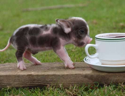 Teacup Pig Pets: Pint-Sized Royal Dandies Capture Hearts of Animal Lovers