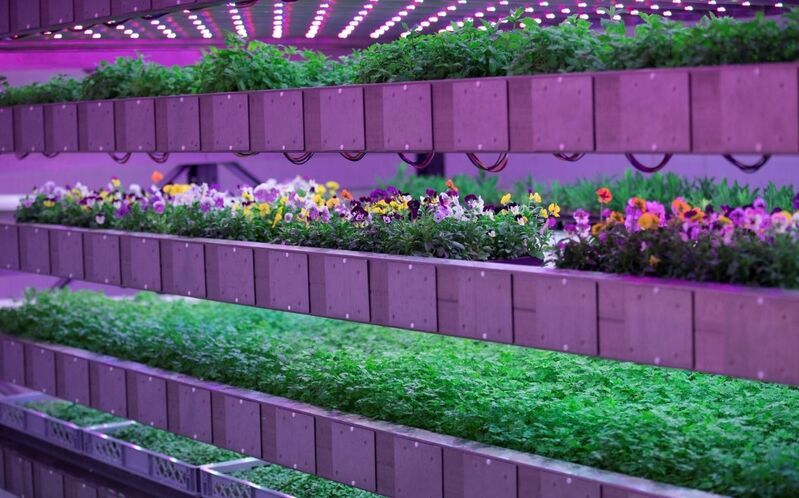 Expansive Local Vertical Gardens : OneFarm vertical farm